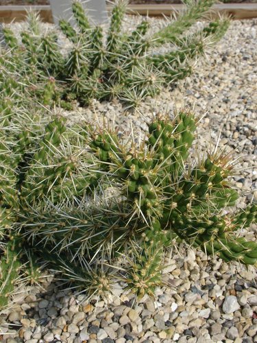 Cylindropuntia whipplei | Opuntia whipplei | Rat Tail Cholla | plant lust