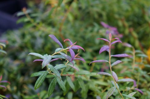Vaccinium darrowii 'Rosa's Blush' | Rosa's Blush Darrow's Blueberry ...