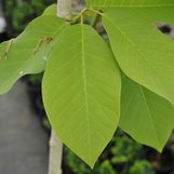 Magnolia 'Princess Margaret' | Magnolia campbellii 'Princess Margaret ...