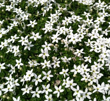 Pratia from multiple nurseries on Plant Lust