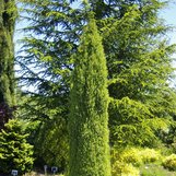 Juniperus communis 'Compressa' | Common Juniper | plant lust