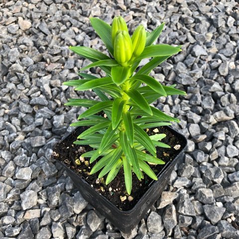 Lilium Lily Looks 'Tiny Epic' - Dwarf Asiatic Lily | Tiny Epic Dwarf ...