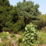 Ginkgo biloba Spring Grove® | Ginkgo biloba 'Spring Grove Select ...