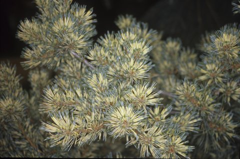 Pinus parviflora 'Ogon-janome' | Pinus parviflora 'Ogon Janome ...