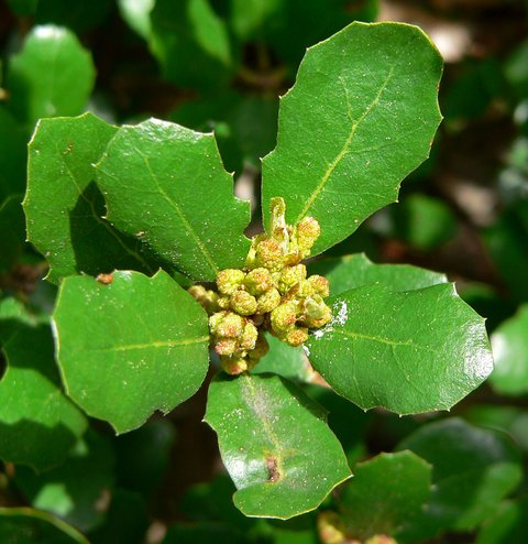 Quercus pacifica | Channel Island Scrub Oak, | Island Scrub Oak ...
