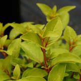 Fuchsia 'Golden Gate' | | plant lust