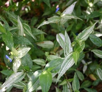 Tradescantia cerinthoides 'Variegata' | Variegated Spiderwort | plant lust
