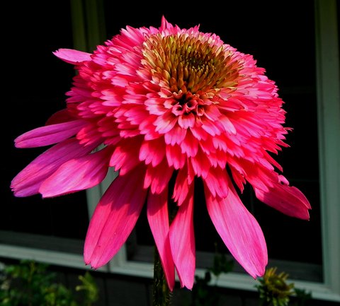 Echinacea 'Southern Belle' | Southern Belle Coneflower | plant lust