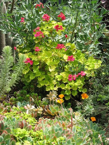 Pelargonium 'Persian Queen' | Pelargonium hortorum 'Persian Queen ...