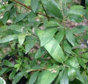 Salix daphnoides | Violet Willow | plant lust