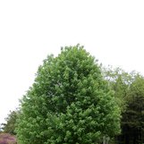 Acer x freemanii 'Marmo' | Marmo Freeman Maple | plant lust