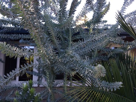 Acacia covenyi | Blue Bush | plant lust