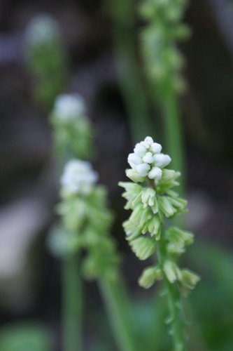Drimiopsis maculata | Ledebouria petiolata | African False Hosta ...