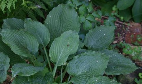 Hosta 'Queen of the Seas' | Hosta 'Queen of the Sea' | plant lust