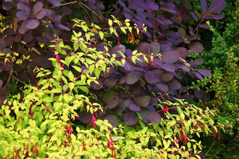 Fuchsia magellanica 'Aurea' | Fuchsia magellanica var. 'Gracilis Aurea ...