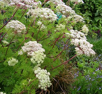 Selinum from multiple nurseries on Plant Lust