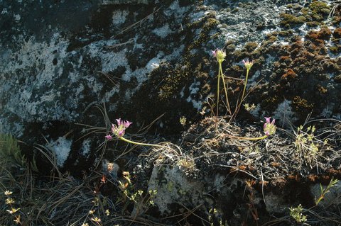 Allium acuminatum | Tapertip Onion | plant lust