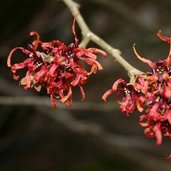 Hamamelis 'Rochester' | Hamamelis x 'Rochester' | Hamamelis x ...