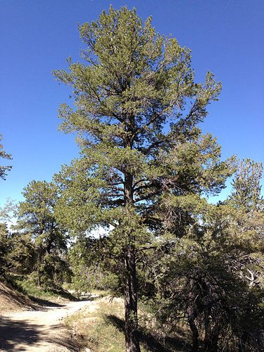 Pinus flexilis | Limber Pine | Rocky Mountain White Pine | Southwestern ...
