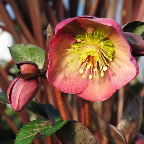 Phoenix Perennials and Specialty Plants Ltd. - plant lust