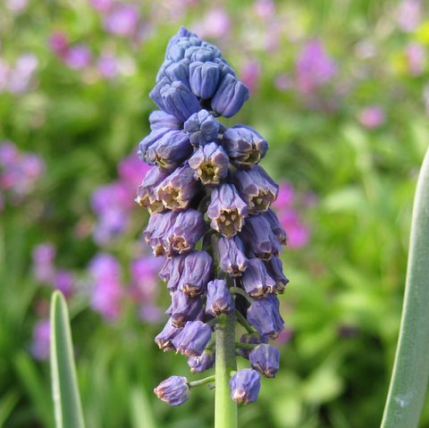 Bellevalia dubia | plant lust