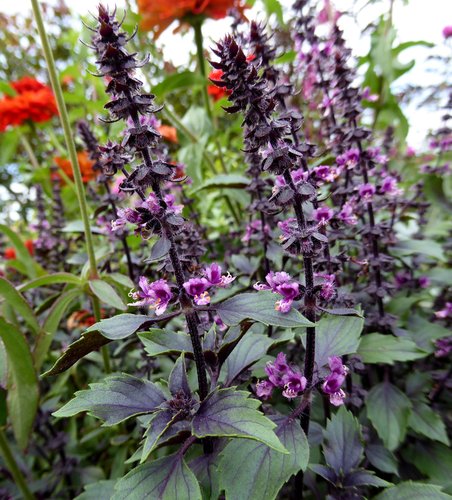 Wild Magic Basil | Ocimum herbalea 'Wild Magic' | plant lust