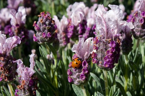 Lavandula stoechas 'Boysenberry Ruffles' | Boysenberry Ruffles Lavendar ...