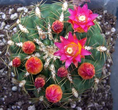 Oroya peruviana | Echinocactus peruvianus | Oroya baumanii | Oroya ...