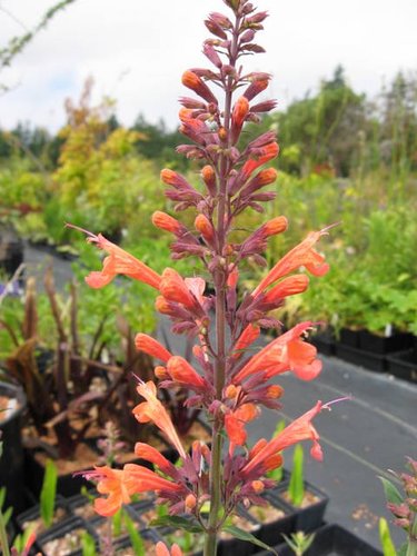 Agastache 'Mandarin Dream' | Mandarin Dream Anise Hyssop | Mandarin ...