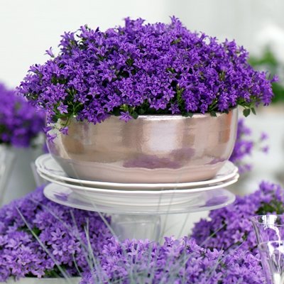 Campanula portenschlagiana Ambella Dark Blue | Ambella Dark Blue Wall ...