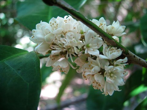 Glycosmis pentaphylla | Glycosmis pentaphyllus | Ash Sheora | Gin Berry ...