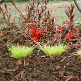 Acorus gramineus 'Minimus Aureus' | Acorus gramineus 'Pusillus Aurea ...