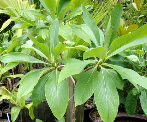 Edgeworthia chrysantha | Oriental Paper Bush | Oriental Paperbush ...