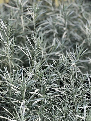 Helichrysum 'Icicles' | Helichrysum italicum 'White Icicles ...