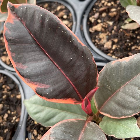 Ficus elastica 'Ruby' | | plant lust