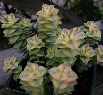 Crassula from multiple nurseries on Plant Lust
