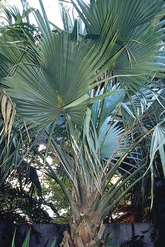 Sabal minor var. louisiana | Sabal louisiana | Louisiana Palmetto Palm ...