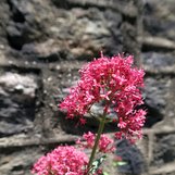 Centranthus ruber | Centranthus ruber 'Pretty Betsy' | Jupiter's Beard ...