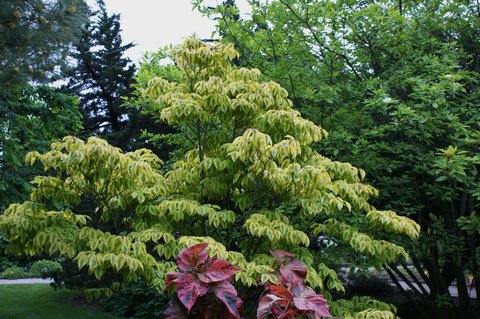 Cornus florida 'Sunset' PP06305 | Cornus florida 'Cherokee Sunset ...