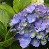 Hydrangea macrophylla 'Blue Danube' | | plant lust