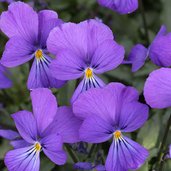 Viola Delta™ Lavender Blue Shades | Viola 'Lavender Blue Shades ...