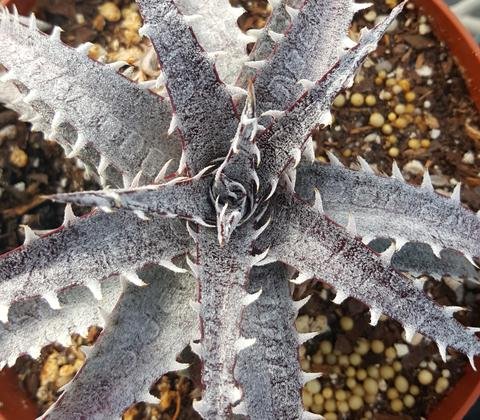 Dyckia 'Avalanche' | plant lust