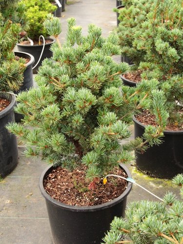 Pinus parviflora 'Kobe' | Kobe Japanese White Pine | plant lust