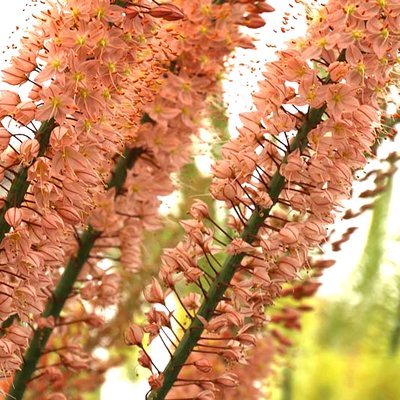 Eremurus 'Oase' | Eremurus isabellinus 'Oase' | Oase Desert Candle ...
