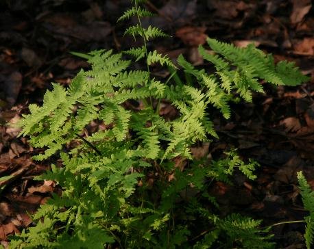 Thelypteris palustris | Thelypteris thelypteroides | Eastern Marsh Fern ...