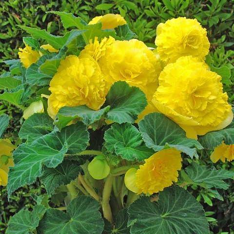Begonia x tuberhybrida 'Ruffled Lemon Yellow' | Ruffled Lemon Yellow ...