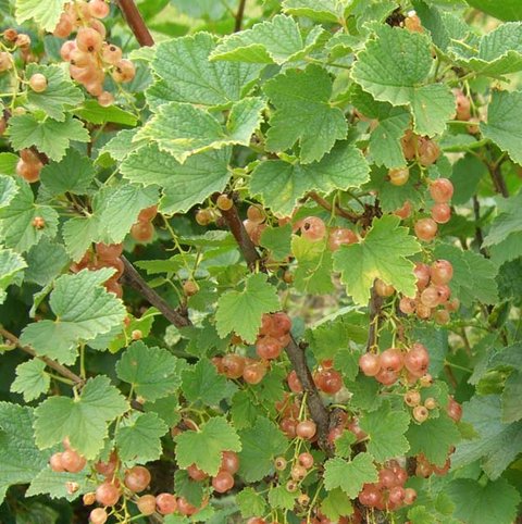 Pink Champagne Red Currant | Ribes 'Pink Champagne' | Ribes rubrum ...