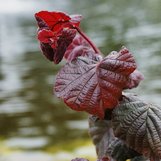 Corylus avellana 'Red Majestic' | Corylus 'Red Majestic' | Corylus ...