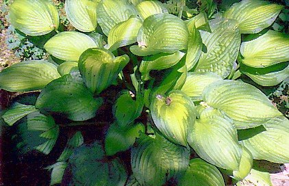 Hosta 'Midwest Magic' | | plant lust