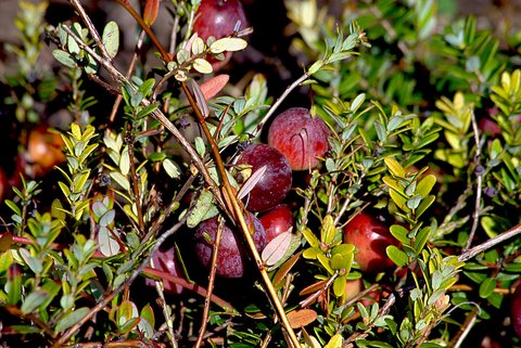 Pilgrim American Cranberry | American Cranberry | plant lust